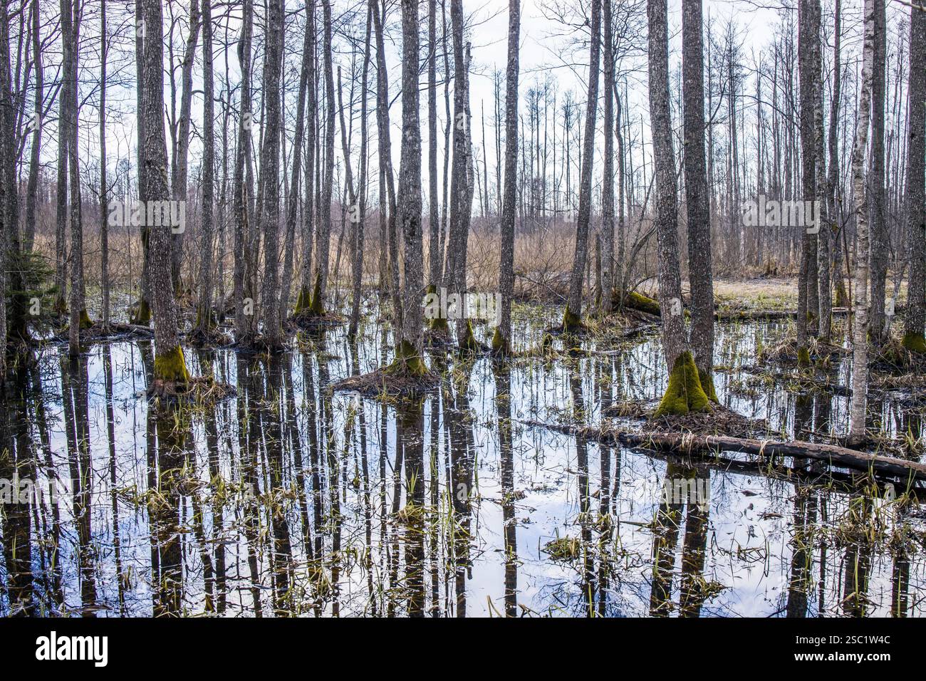 A tranquil wooden boardwalk meanders through the serene wetlands of ...