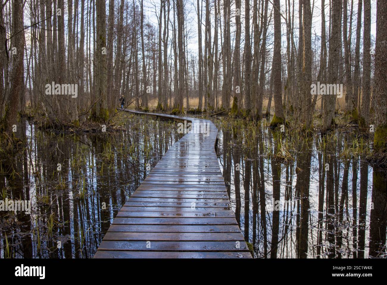 A tranquil wooden boardwalk meanders through the serene wetlands of ...