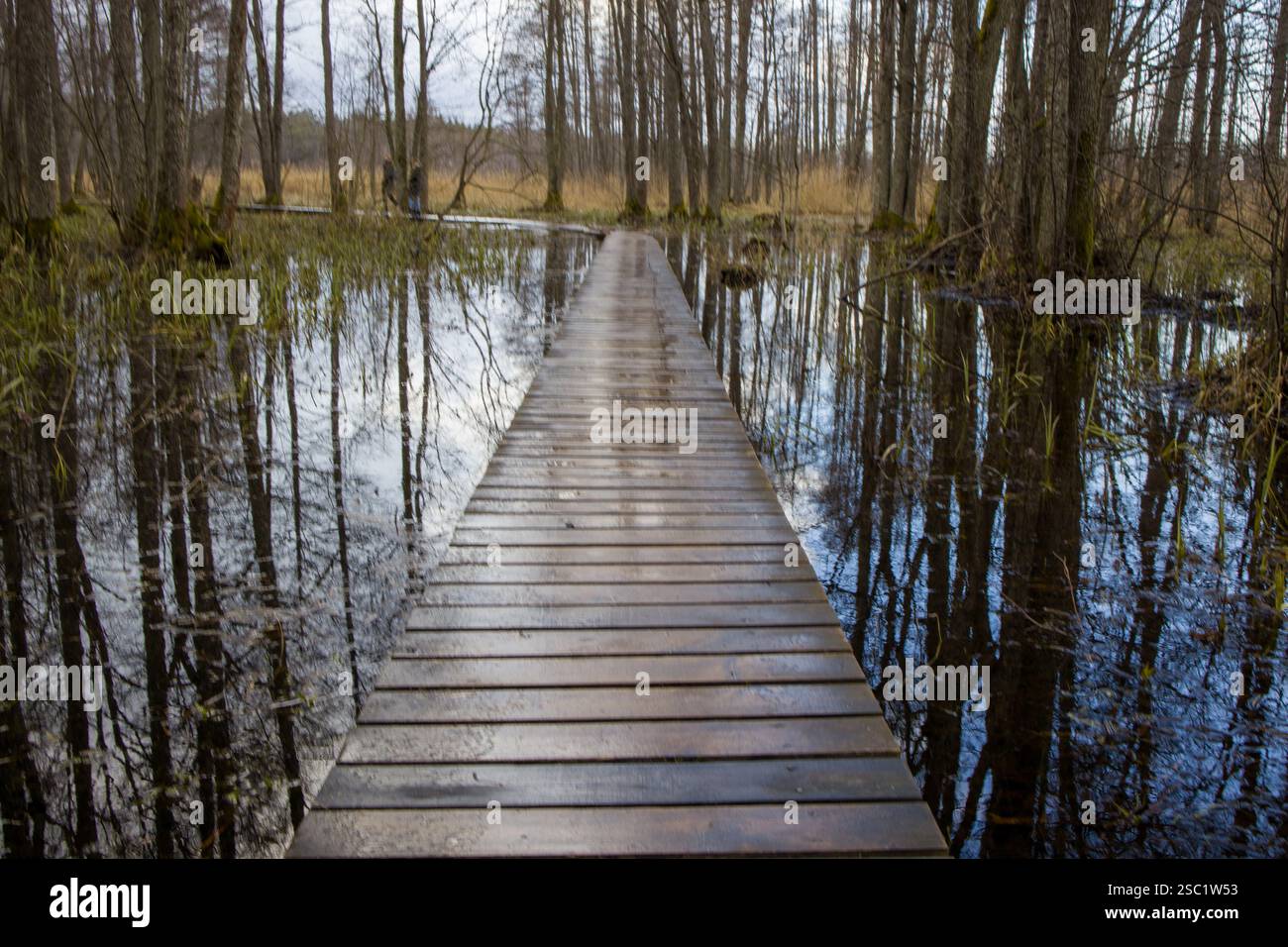 A tranquil wooden boardwalk meanders through the serene wetlands of ...