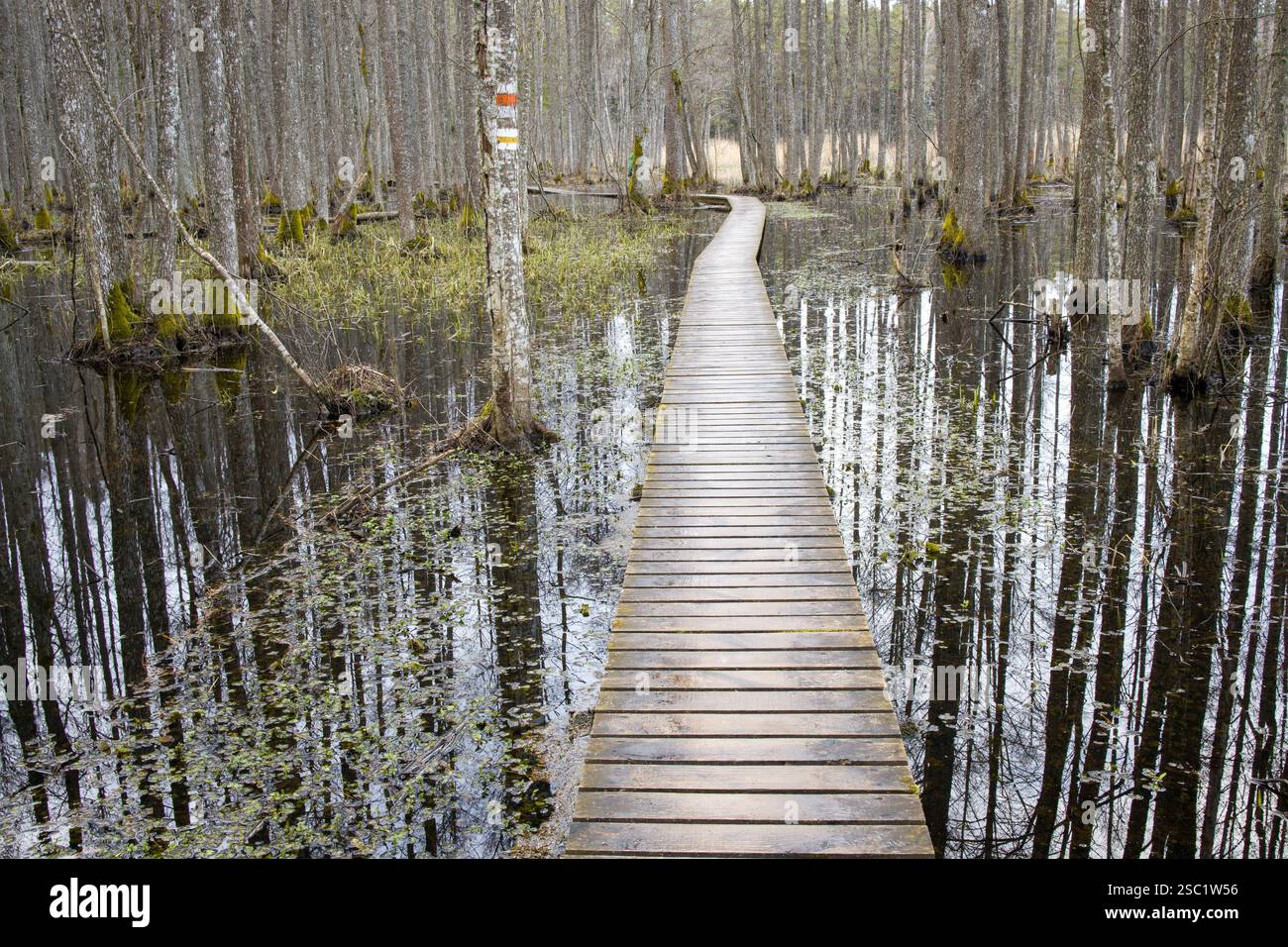 A tranquil wooden boardwalk meanders through the serene wetlands of ...