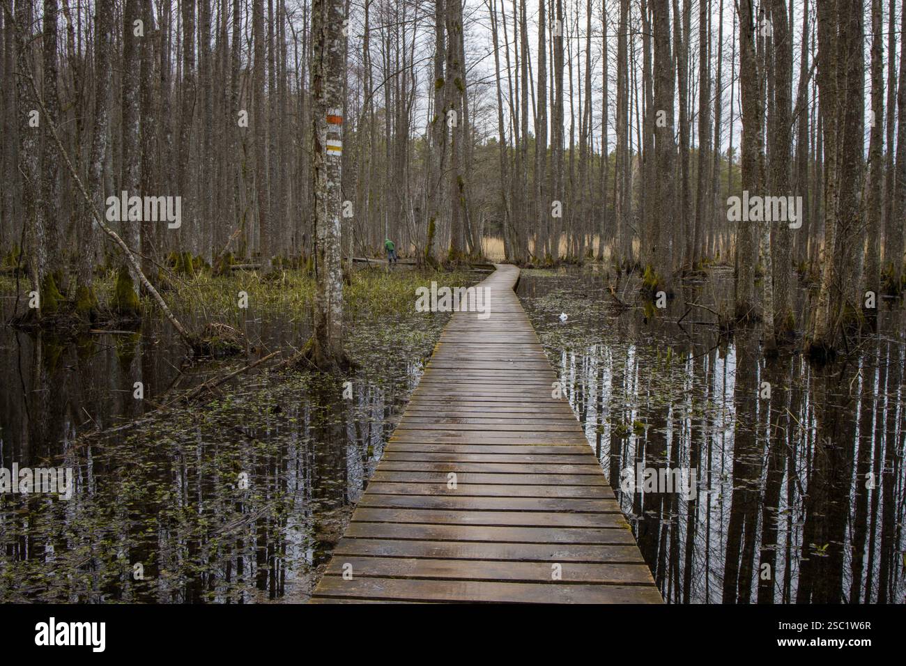A tranquil wooden boardwalk meanders through the serene wetlands of ...