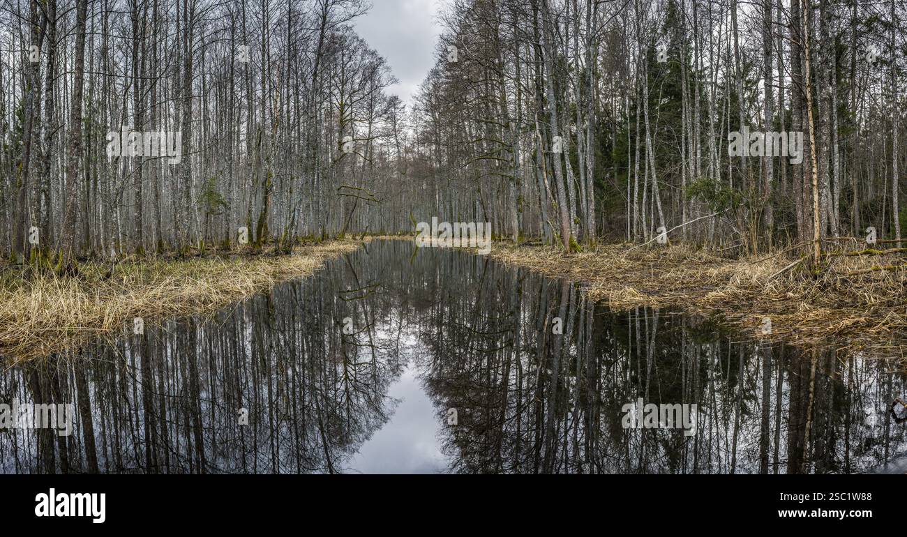 A tranquil wooden boardwalk meanders through the serene wetlands of ...