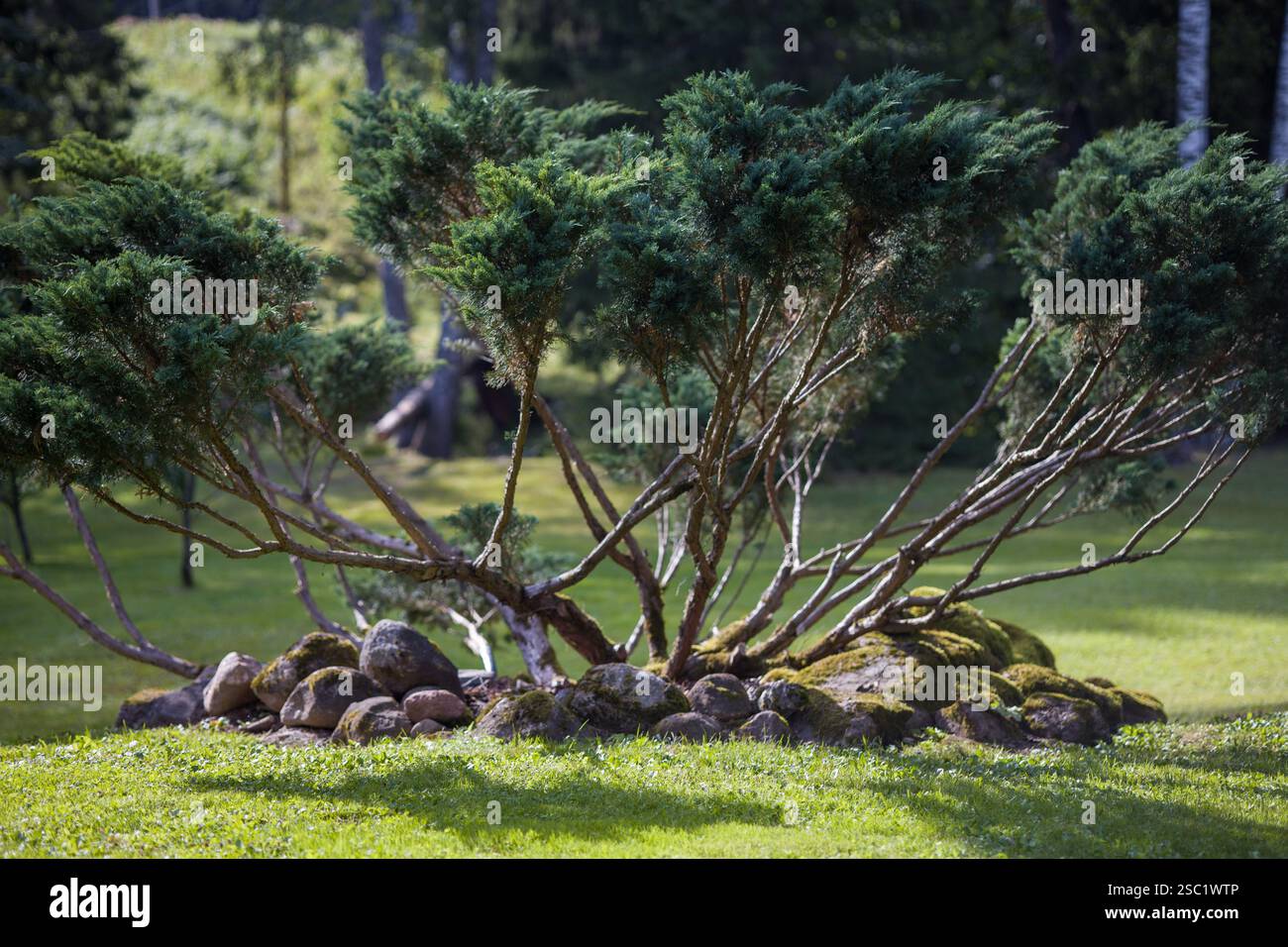 Unique juniper shrub with spreading branches and textured foliage. Beautiful addition to any ...
