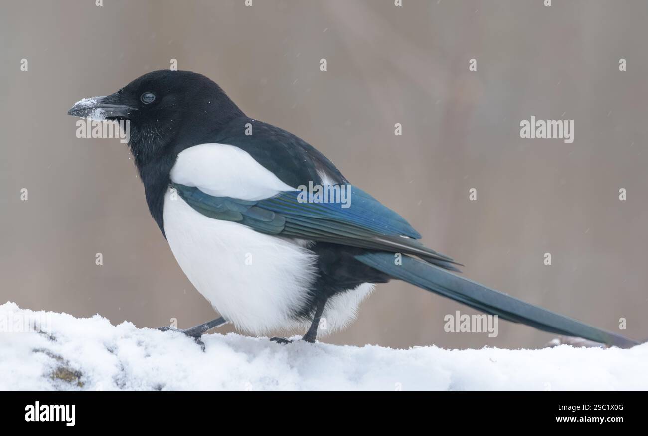 Crows stance hi-res stock photography and images - Alamy
