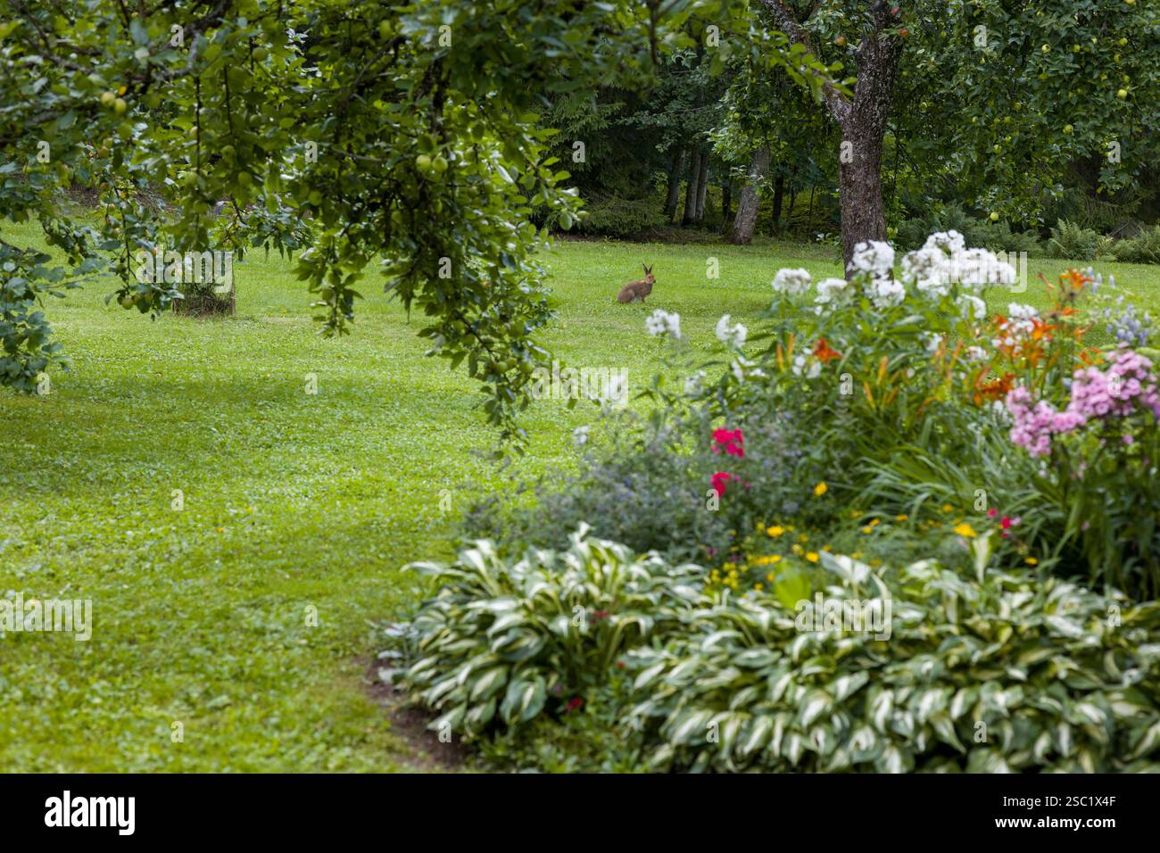 Beautiful garden with colorful flowers, a rabbit in the distance, and a ...