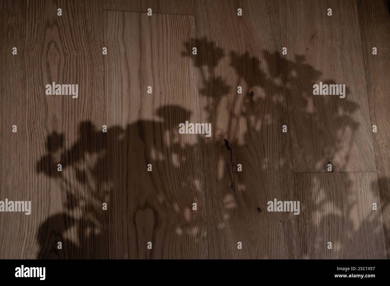 Delicate shadow of flowers cast on a natural wooden floor. Captured in ...