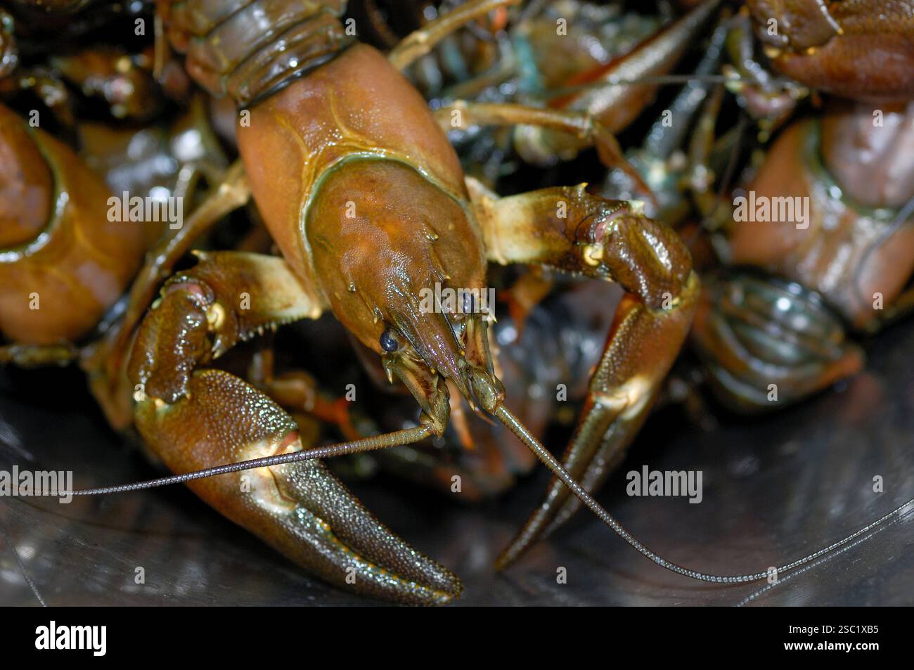 Living signal crayfish Stock Photo - Alamy