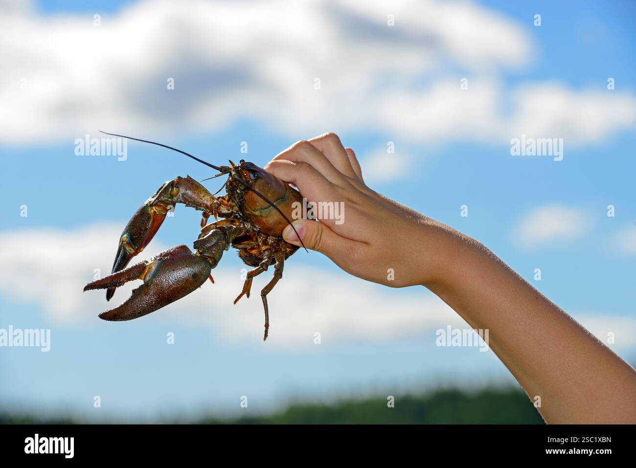 A girl holding a signal crayfish in her hand against the sky Stock ...