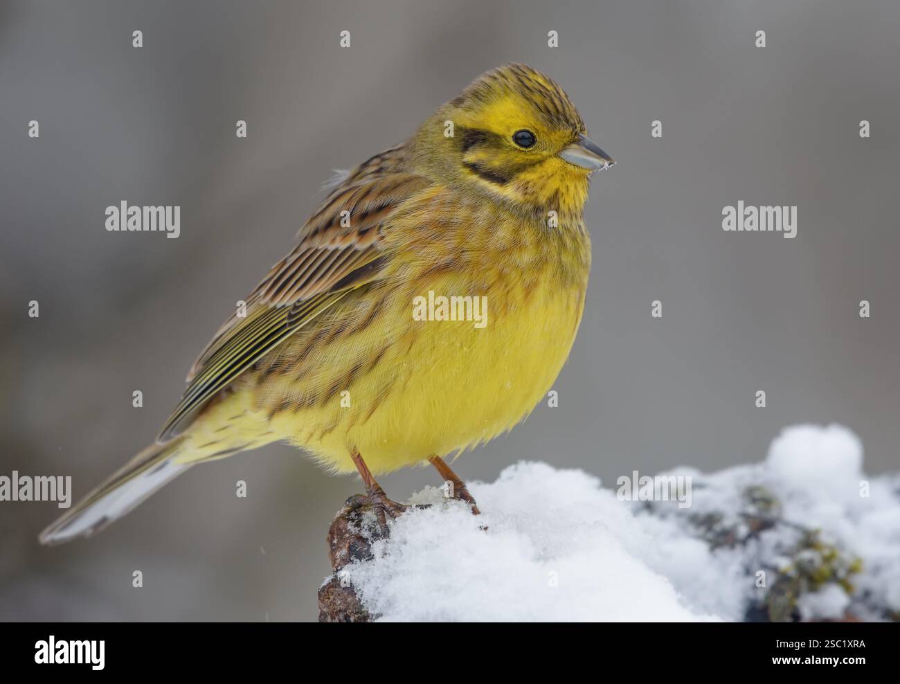 Shy male Yellowhammer (Emberiza citrinella) stands on the snow perch in ...
