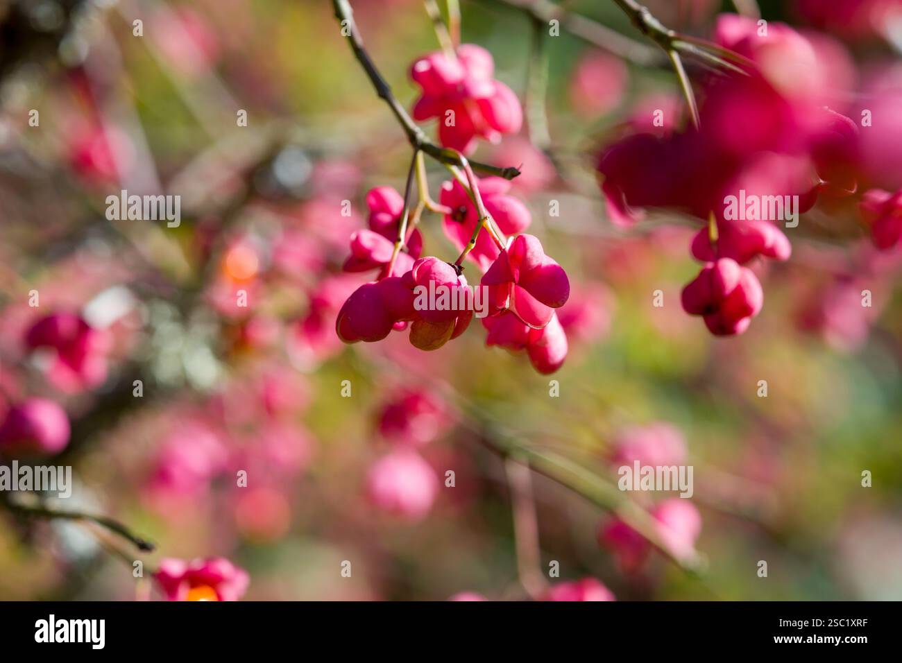Spindleberry hi-res stock photography and images - Alamy