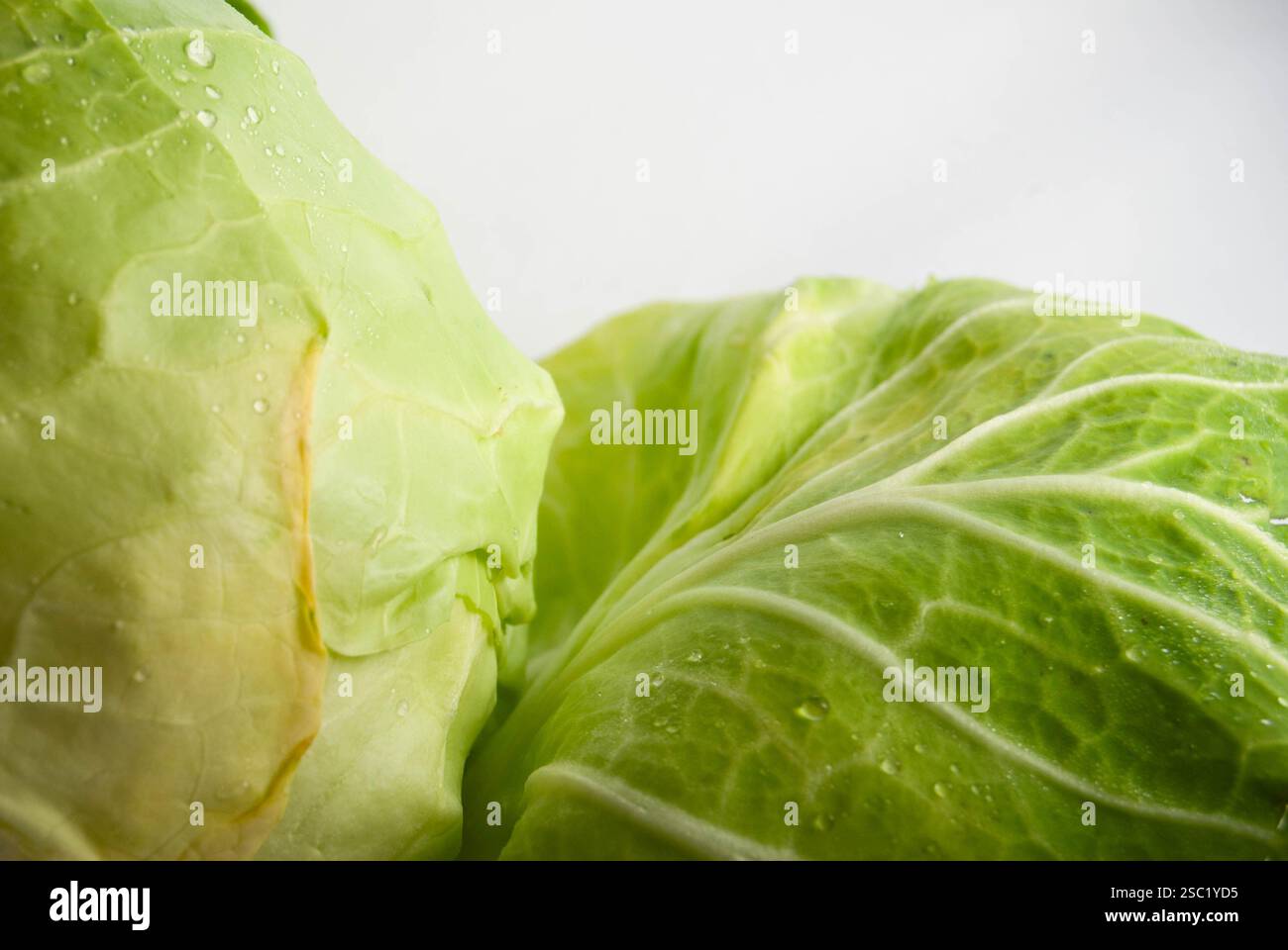 A fresh young cabbage with vibrant green leaves, captured in a close-up ...