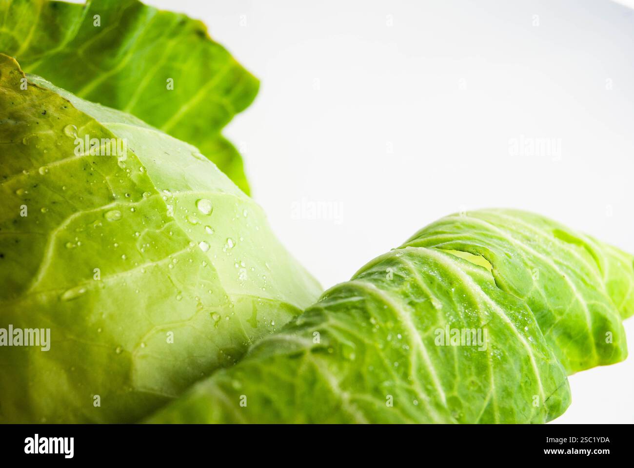 A fresh young cabbage with vibrant green leaves, captured in a close-up ...