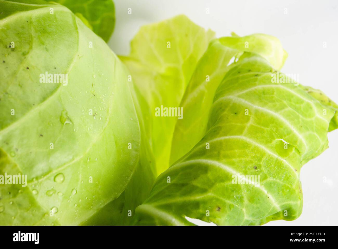 A fresh young cabbage with vibrant green leaves, captured in a close-up ...
