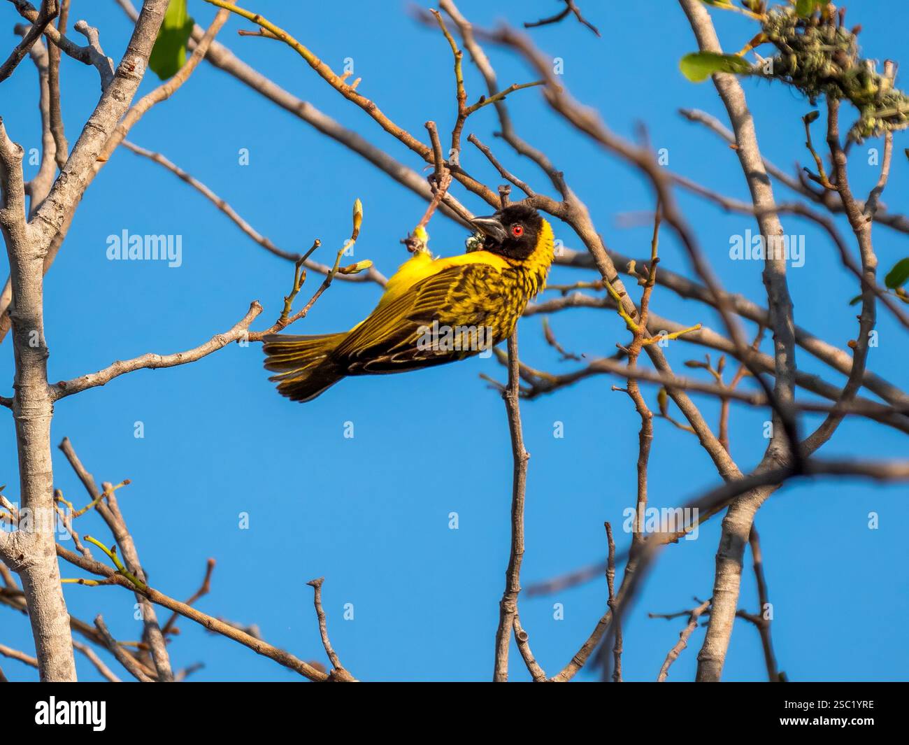 A village weaver bird (Ploceus cucullatus), photographed in Hwange ...
