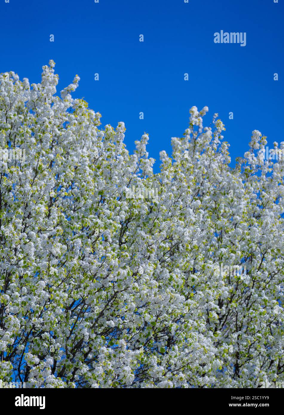 Spring background. Blossom tree branch with white flowers. Spring ...