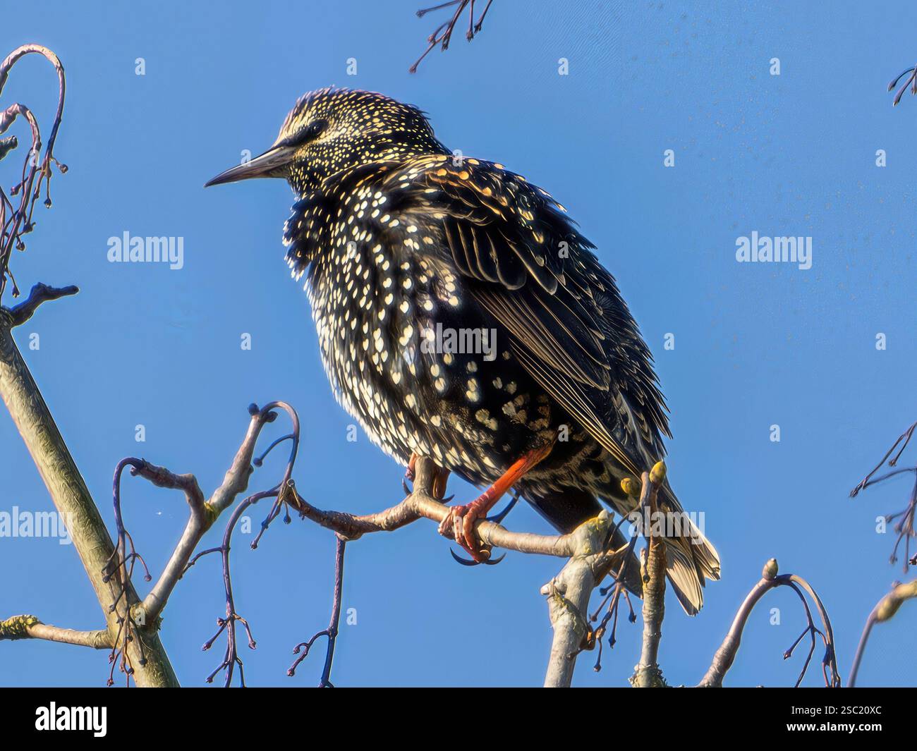 Common starlings on a branch Stock Photo - Alamy