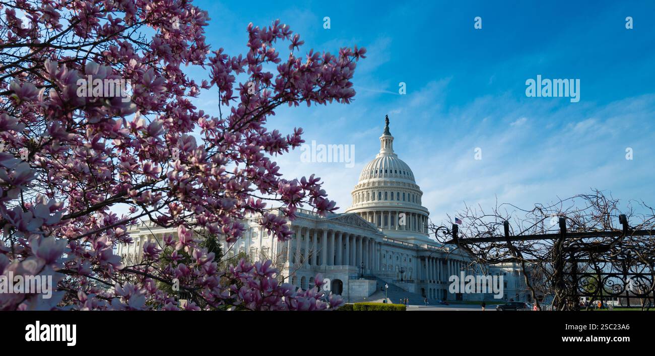 Capitol building near spring blossom magnolia tree. US National Capitol ...