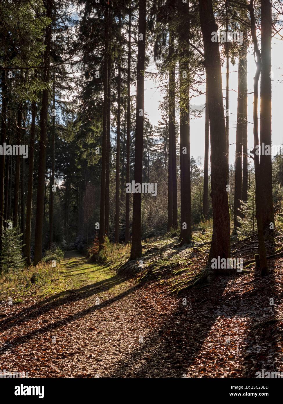 Magical winter wonderland majestic hi-res stock photography and images ...