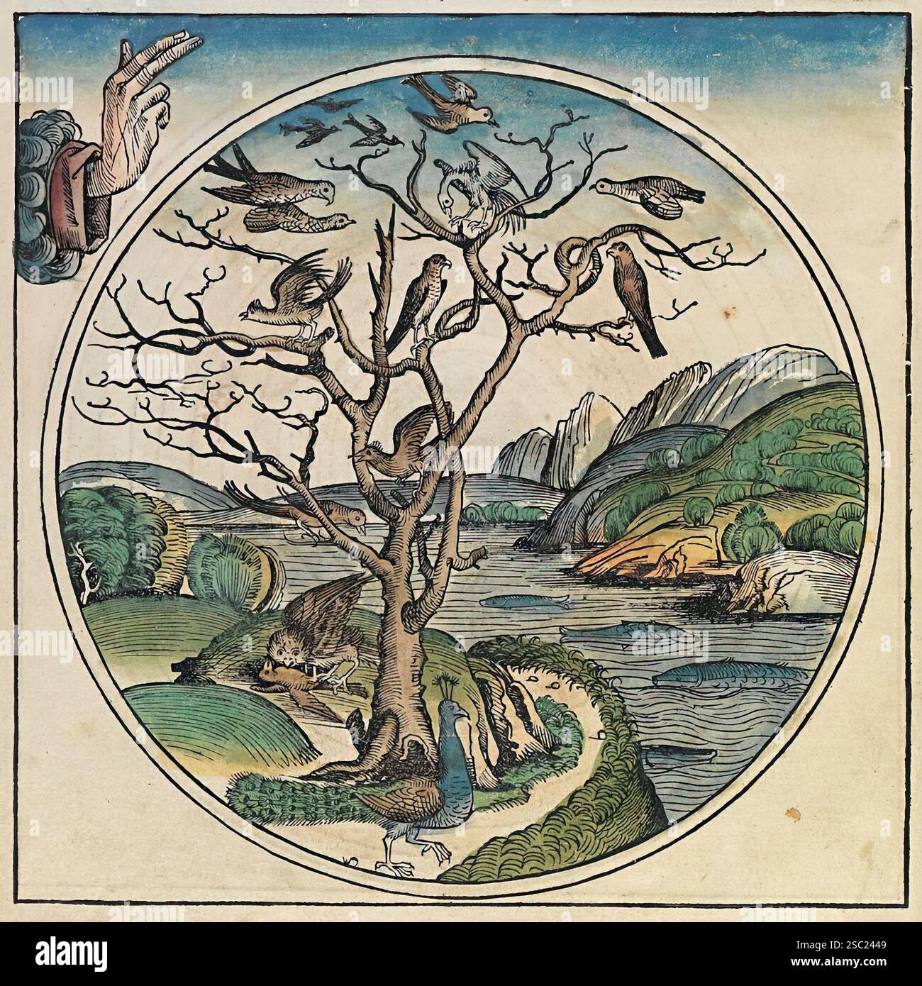 7553. Nuremberg chronicles The fifth day of creation. The Nuremberg ...