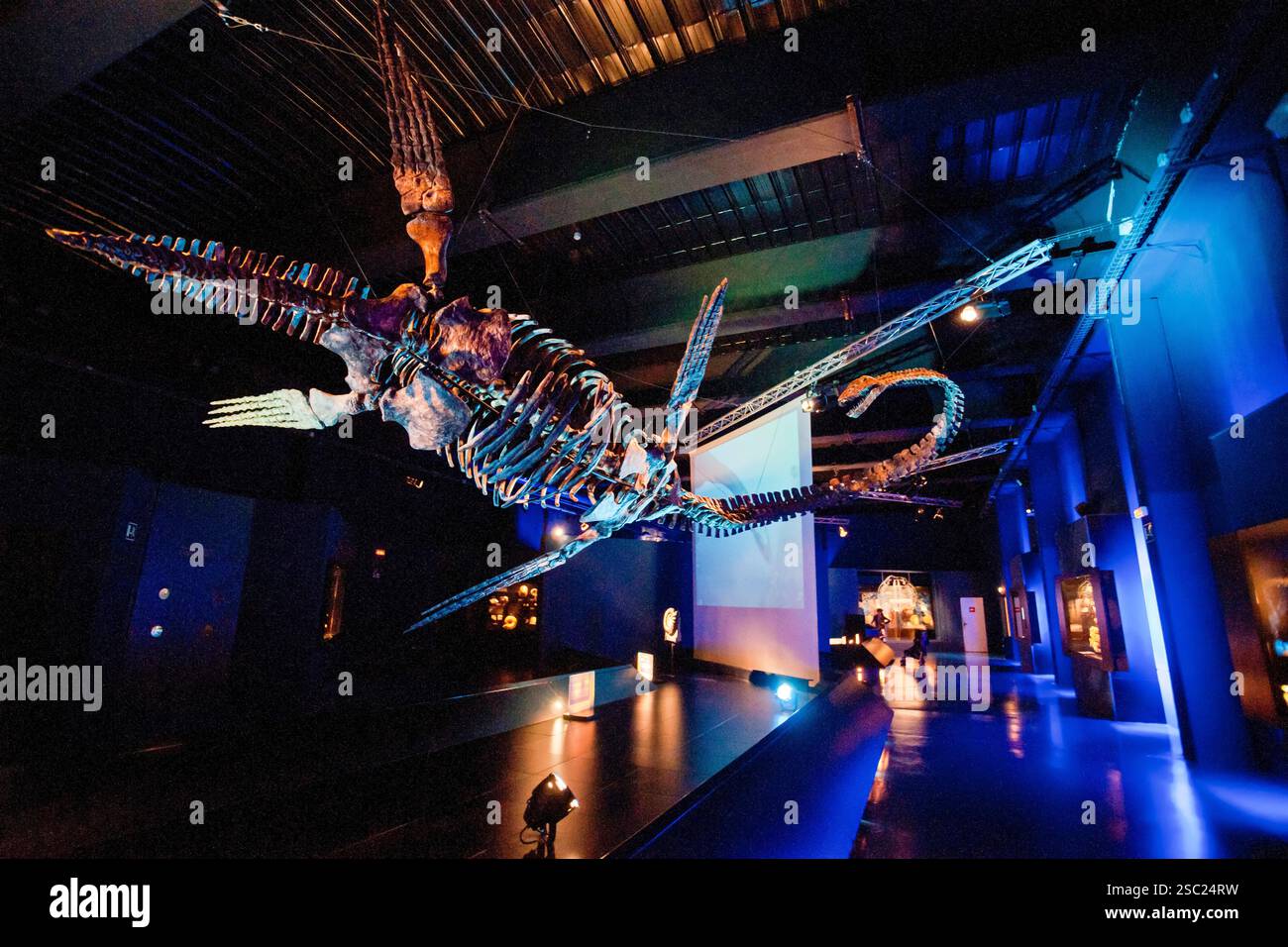 Plesiosaurs (Plesiosauria) early Jurassic period, Dinòpolis ...