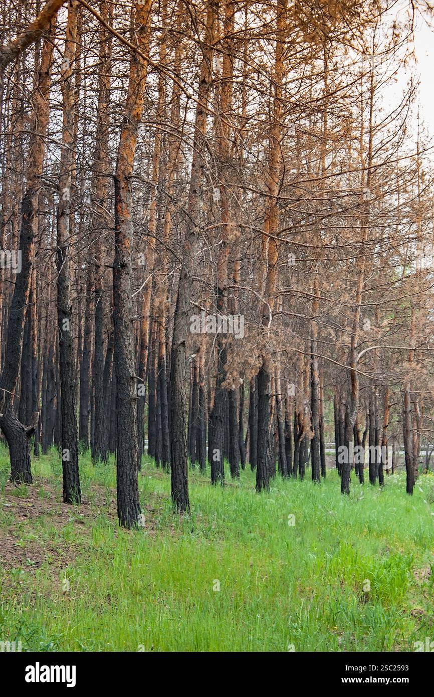 Fire damaged pine trees hi-res stock photography and images - Alamy