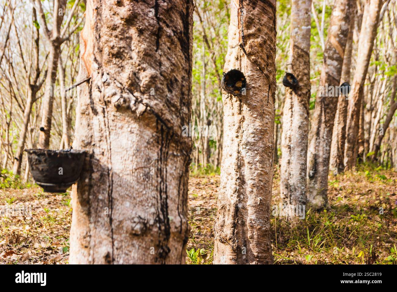 Cup on the trunk of the Brazilian rubber trees for latex production in ...