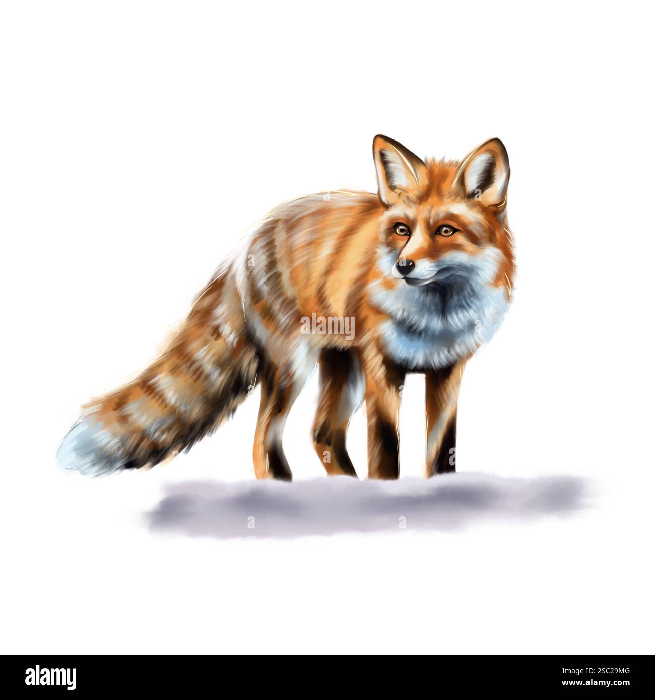 Realistic watercolor illustration of a fox with a fluffy tail standing ...