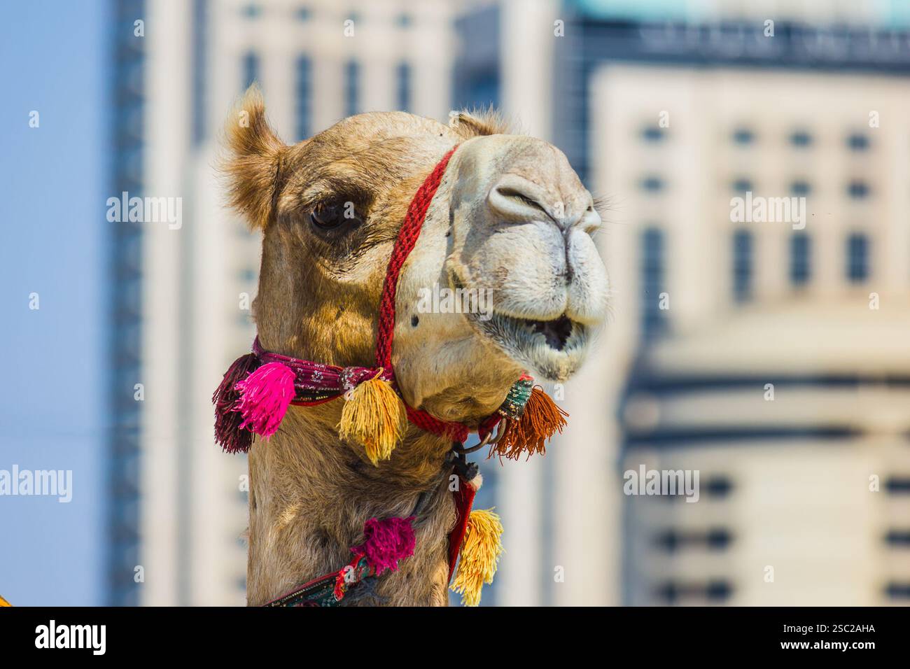 The muzzle of the African camel close-up Stock Photo - Alamy