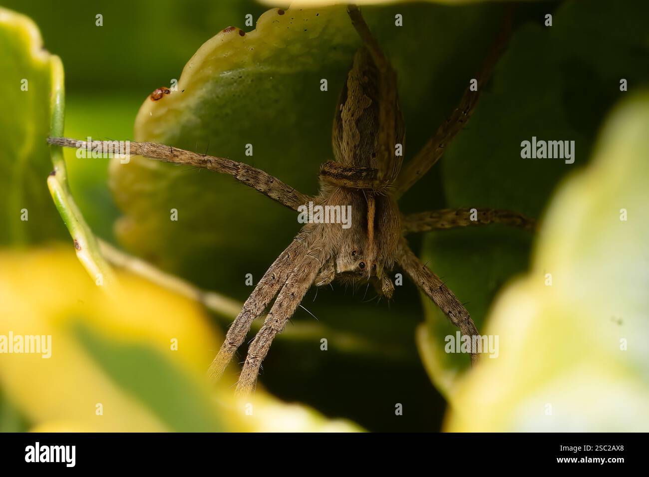 Garden wildlife insect portrait hi-res stock photography and images - Alamy