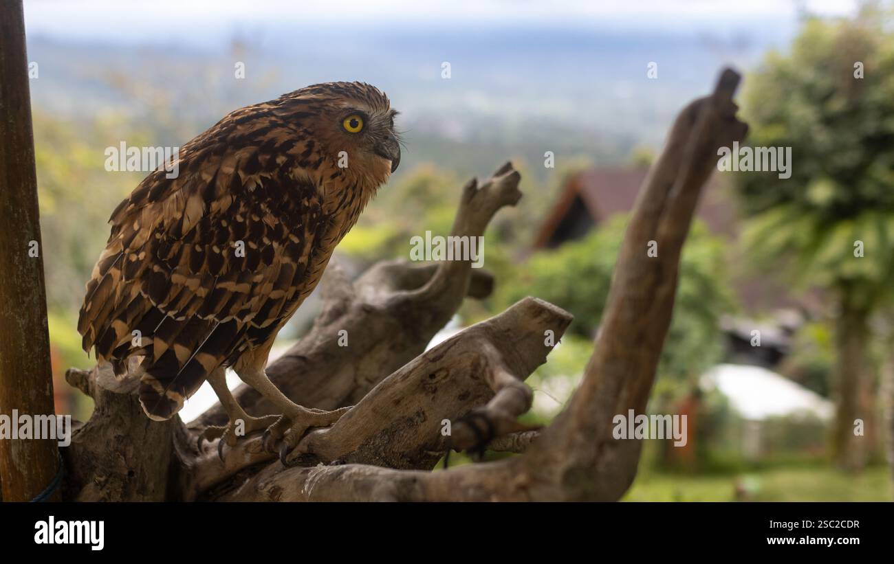 Himalayan fish owl hi-res stock photography and images - Alamy