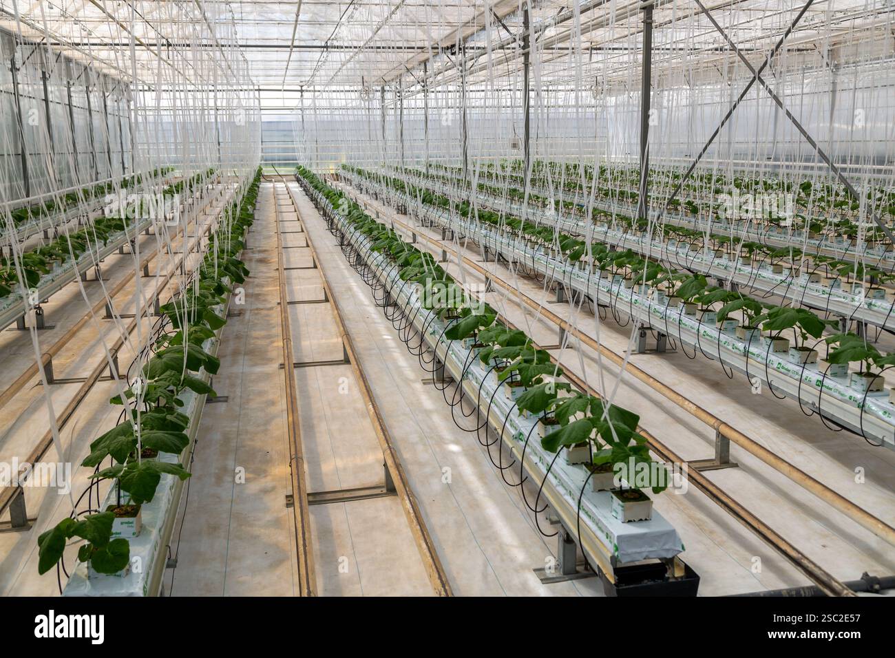 Cucumbers grown in a modern hydroponic greenhouse on a rock wool ...