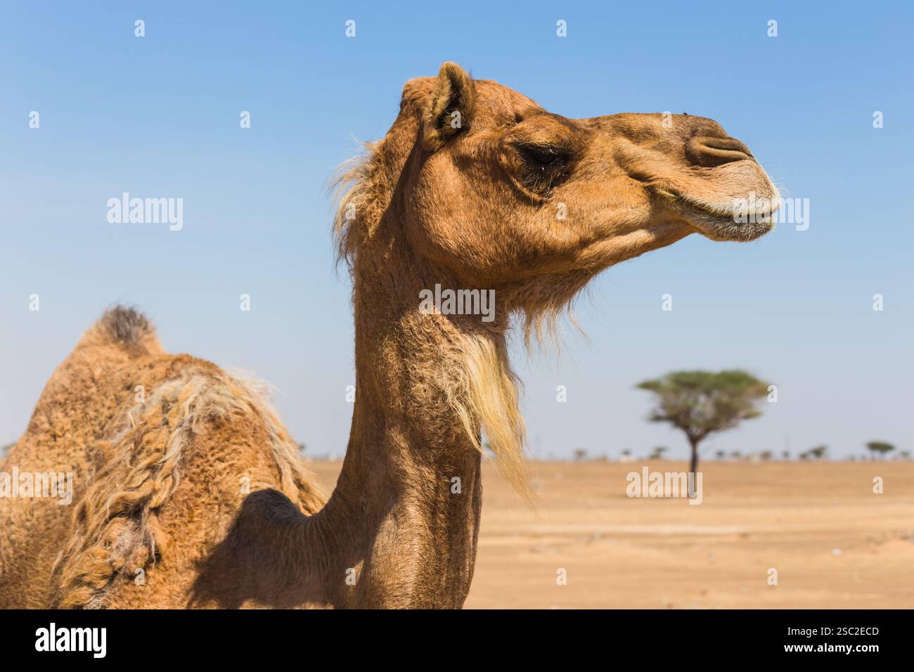 Desert landscape with camel. Sand, camel and blue sky with clouds ...