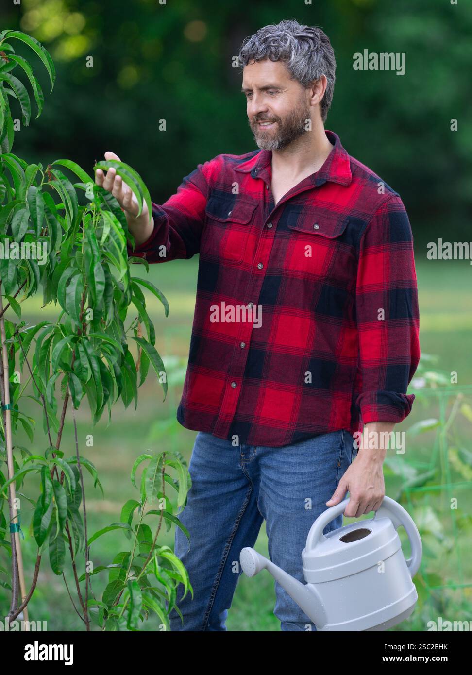 A gardener watering plants ant tree in a garden. A man pruning a tree ...