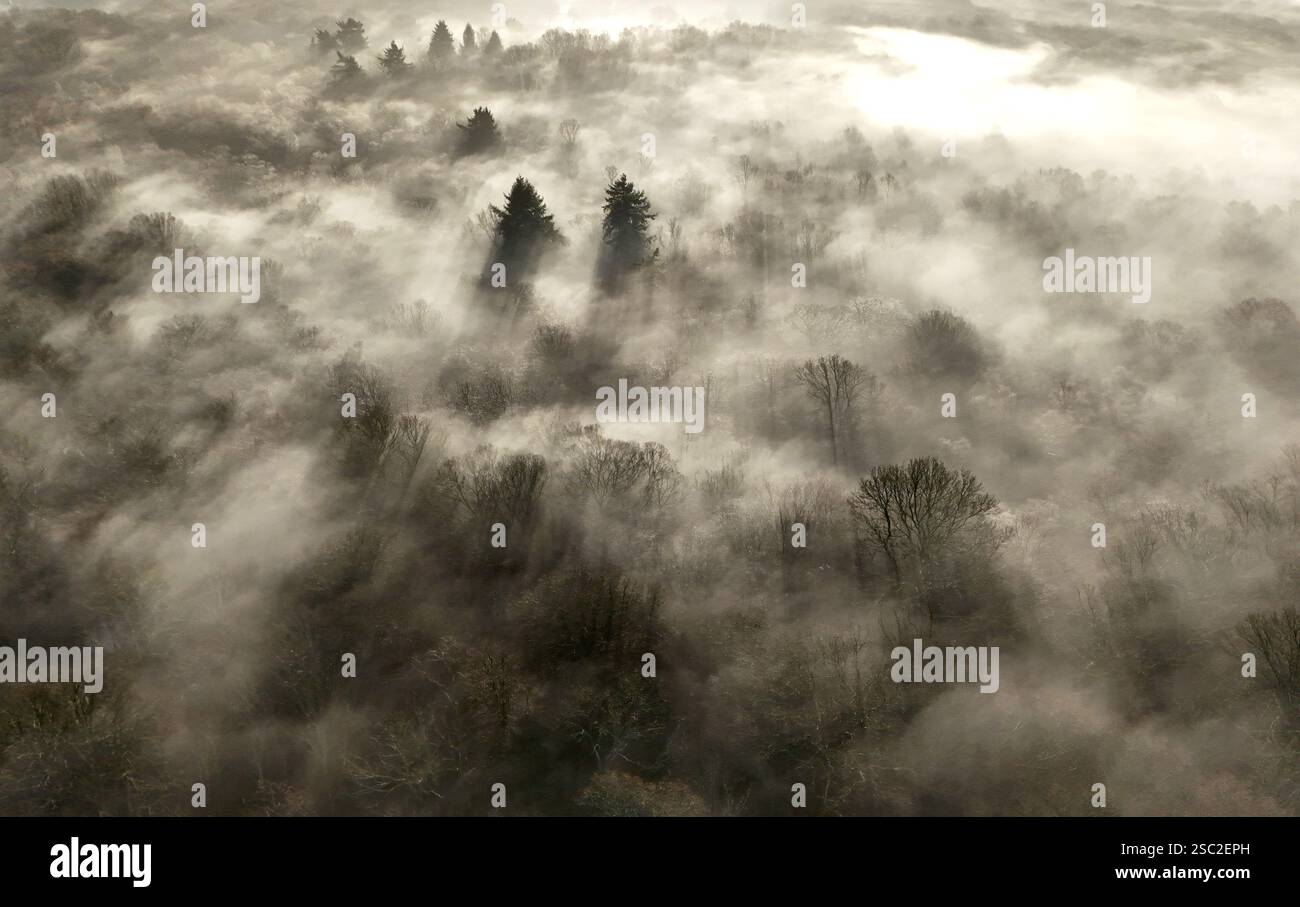 Mist covers Hoad's Wood as the sun rises near Ashford, Kent. Picture ...