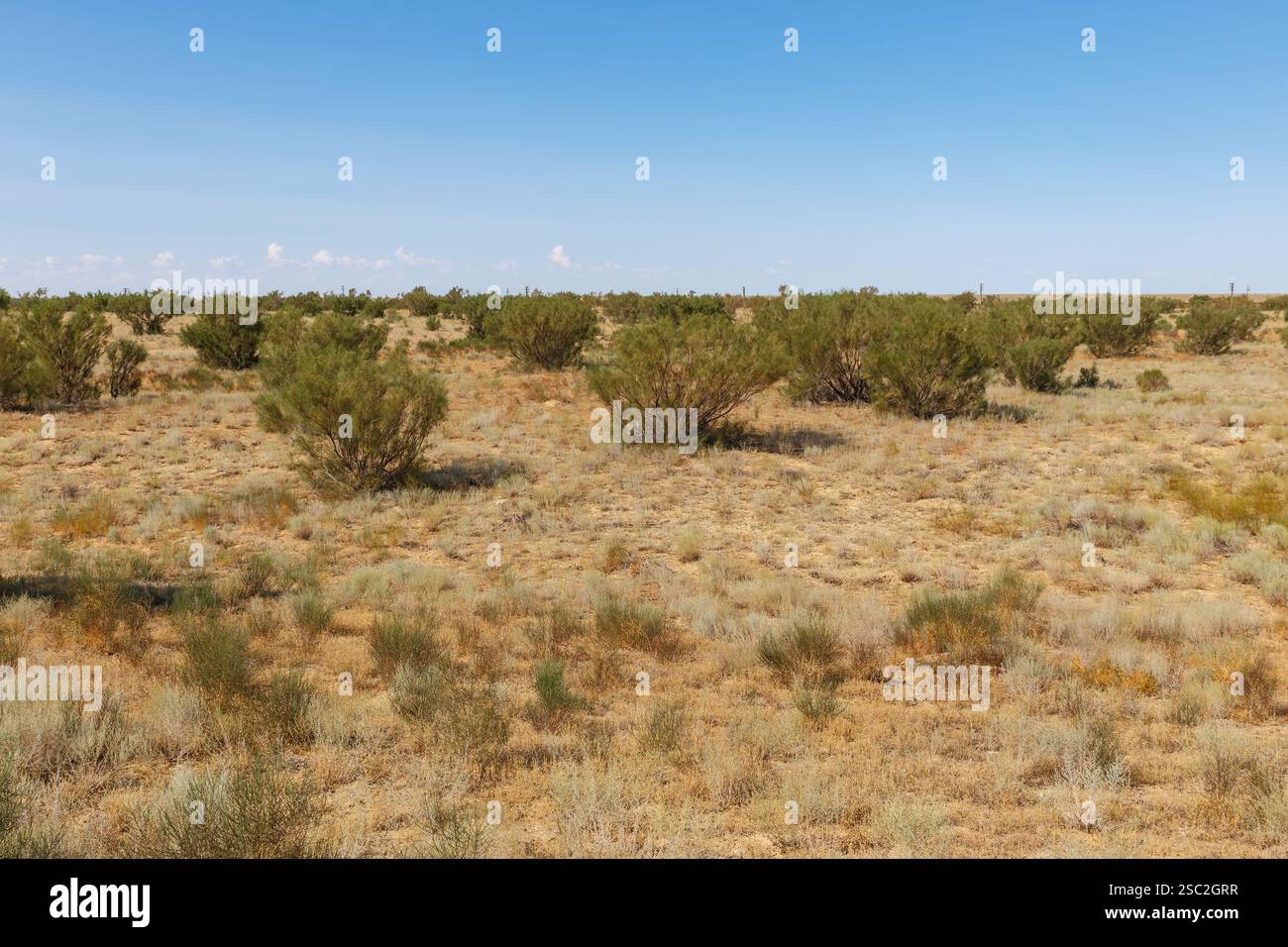 Sandy terrain of Atyrau Region features low shrubs and sparse ...