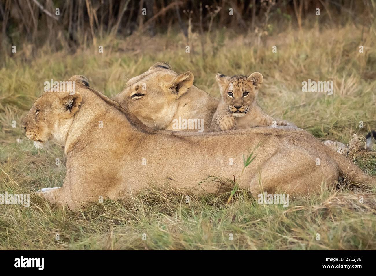 The photo, taken in Botswana, depicts a group of lions in their natural ...