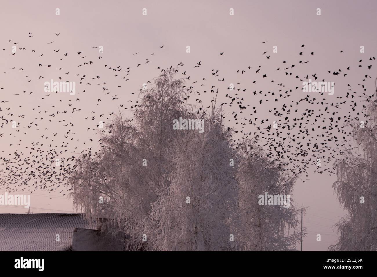 A large flock of birds in flight Stock Photo - Alamy