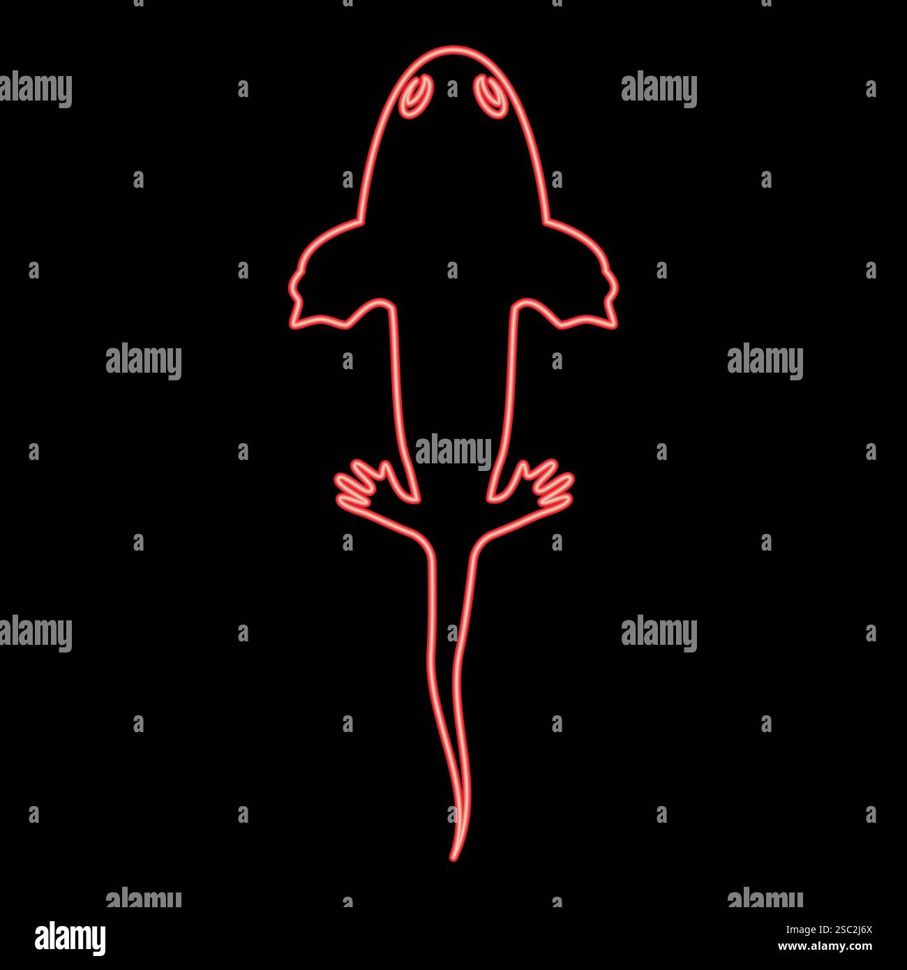 Neon axolotl ambystoma mexicanum overhead view red color vector ...