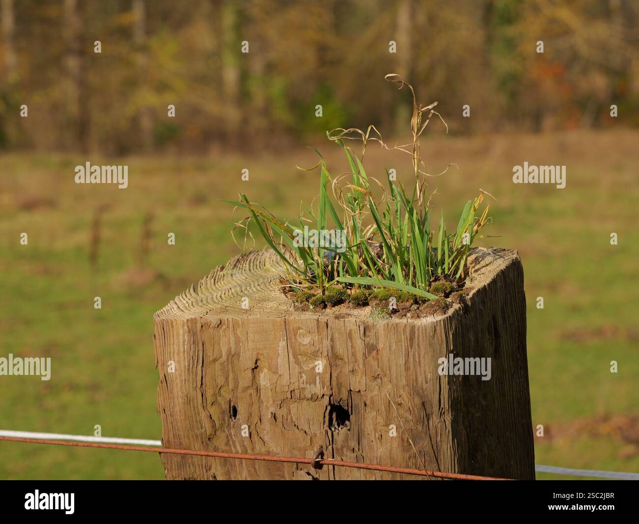 Wooden posts - with new tires. An old wooden post with new shoots ...