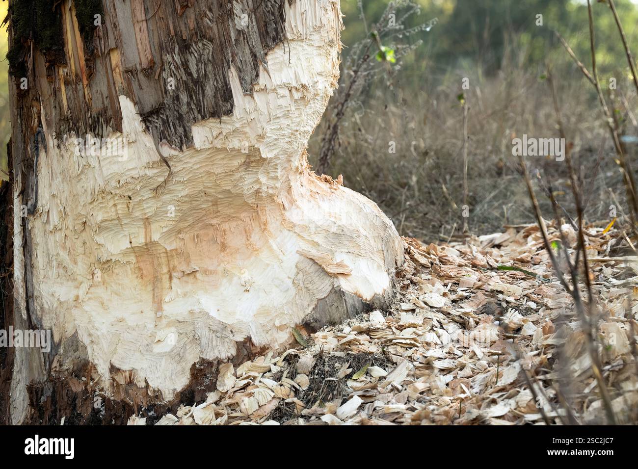 a beaver whittled down half the diameter of a thick tree trunk. a pile ...