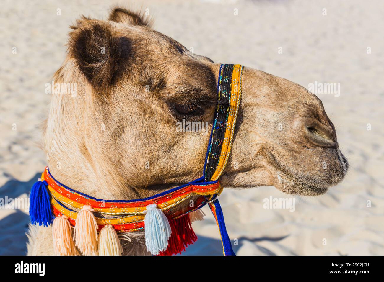 Camel on Jumeirah Beach in Dubai, UAE Stock Photo - Alamy