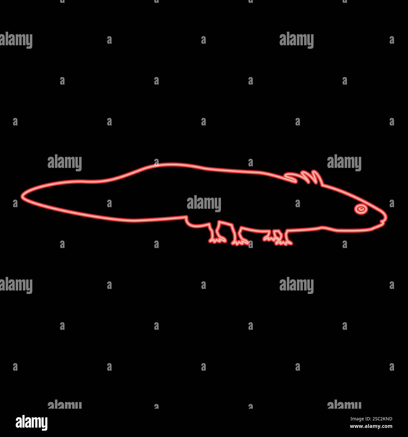 Neon axolotl ambystoma mexicanum view side red color vector ...