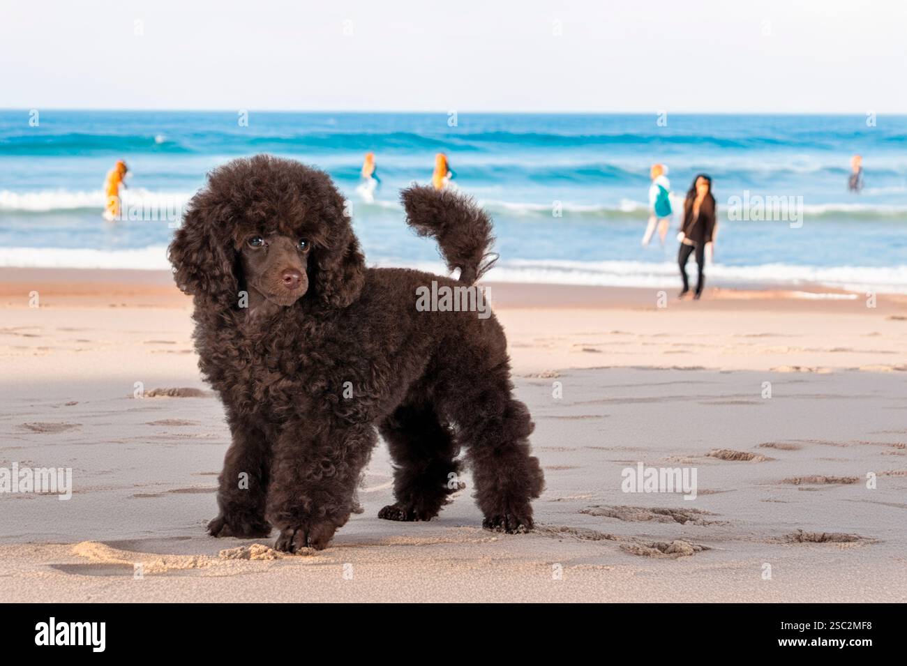 puppy poodle in front of beach background Stock Photo - Alamy