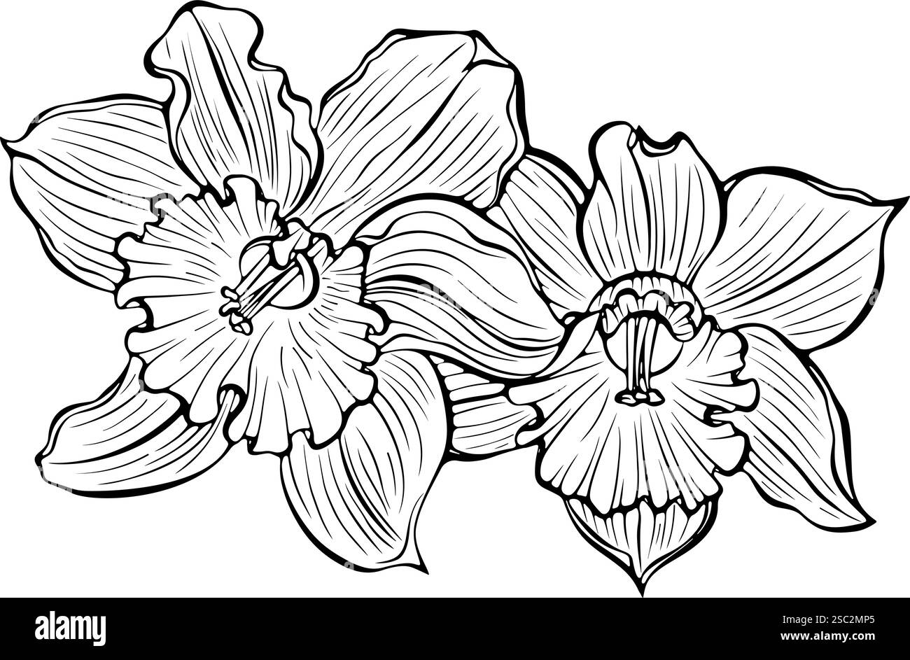 Two daffodil flowers line art Stock Vector Image & Art - Alamy