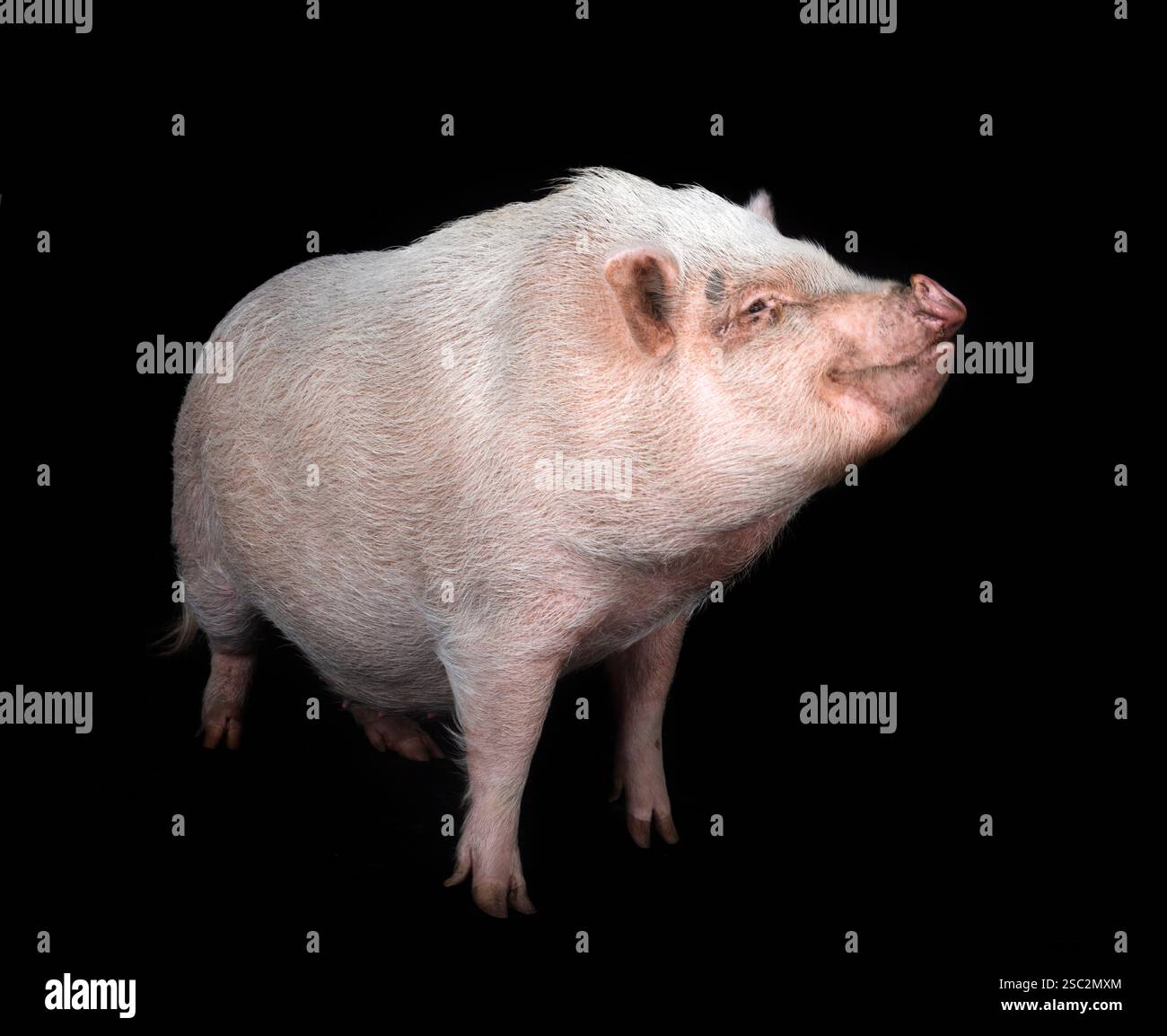 pink miniature pig in front of black background Stock Photo - Alamy