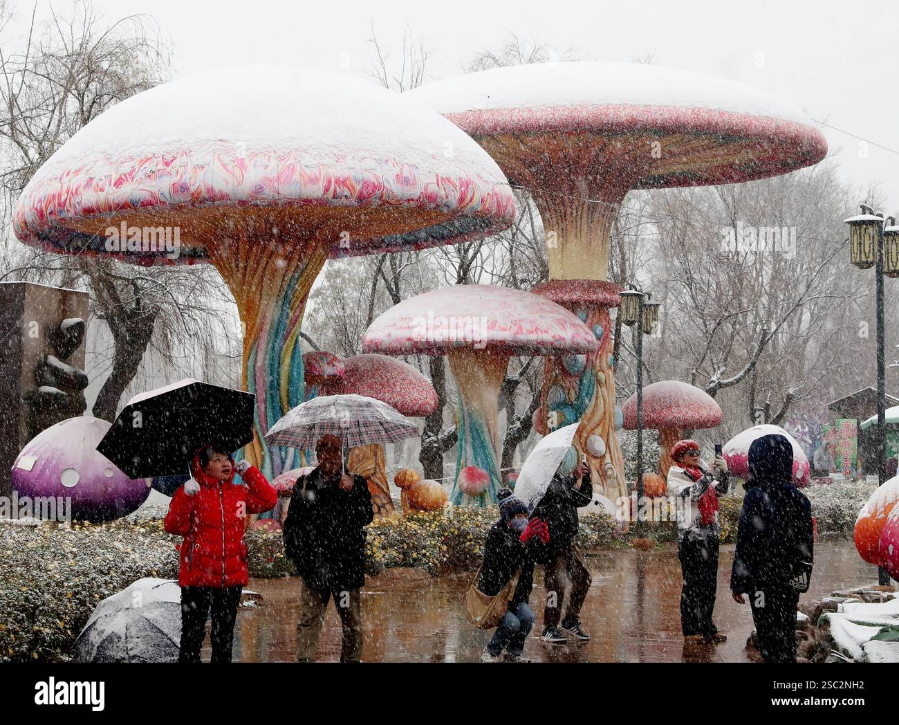 Snow scenery in Kunming City, southwest China's Yunnan Province, 27 ...