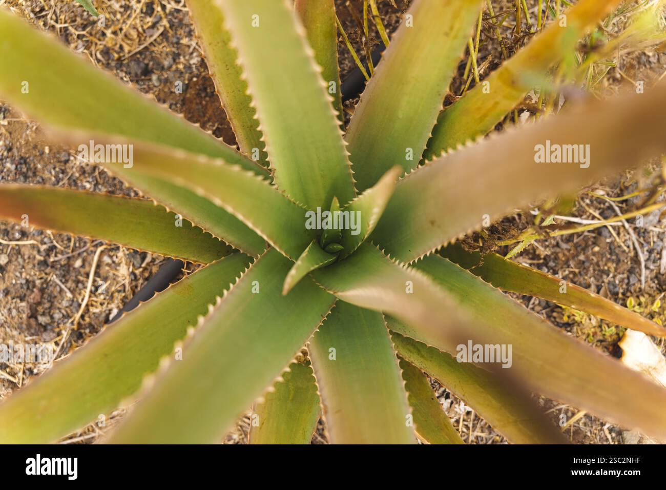 Top-down view of an aloe vera plant with long, speckled green leaves ...