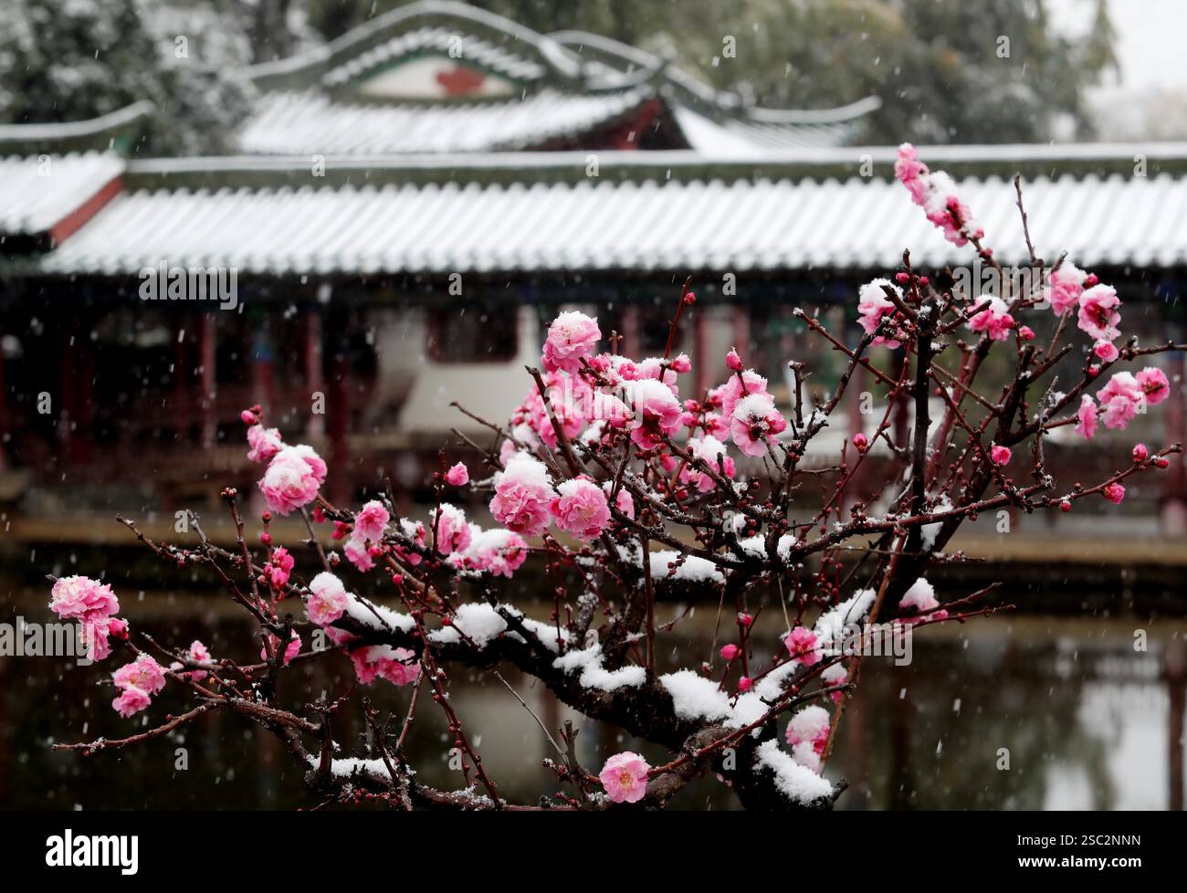 Snow scenery in Kunming City, southwest China's Yunnan Province, 27 ...