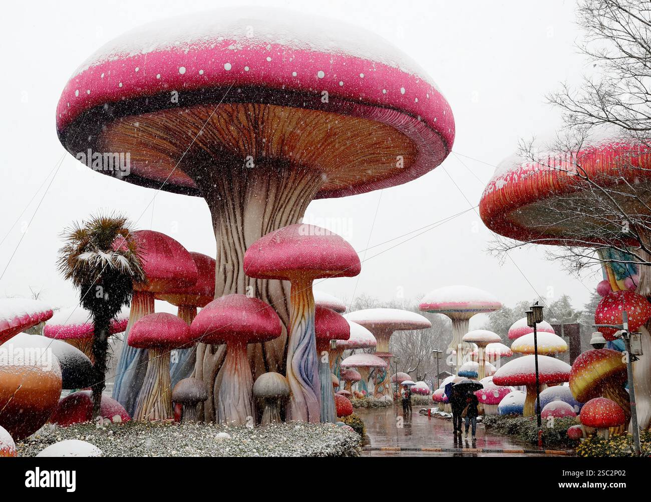 Snow scenery in Kunming City, southwest China's Yunnan Province, 27 ...
