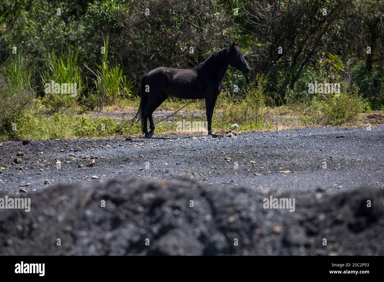 Black horse standing still on coal slag. Mining and agricultural ...
